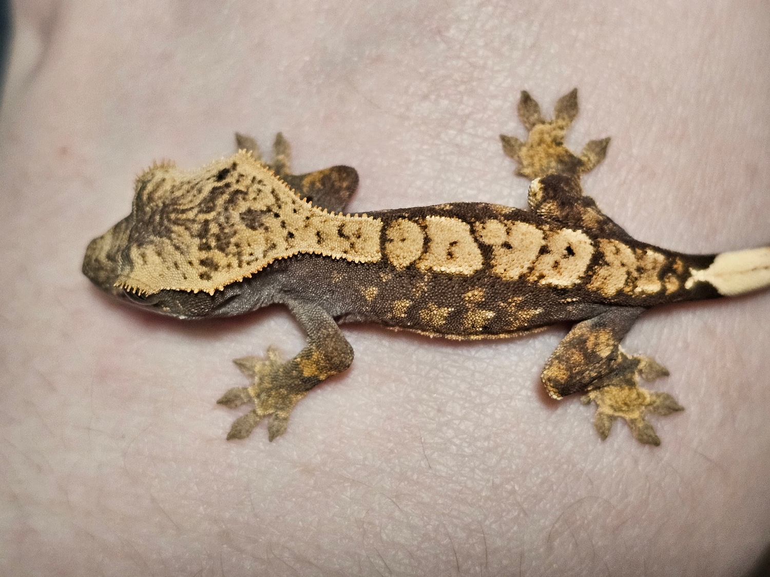 Dark Harlequin Brindle Dalmatian Crested Gecko by Ace's Reptile ...