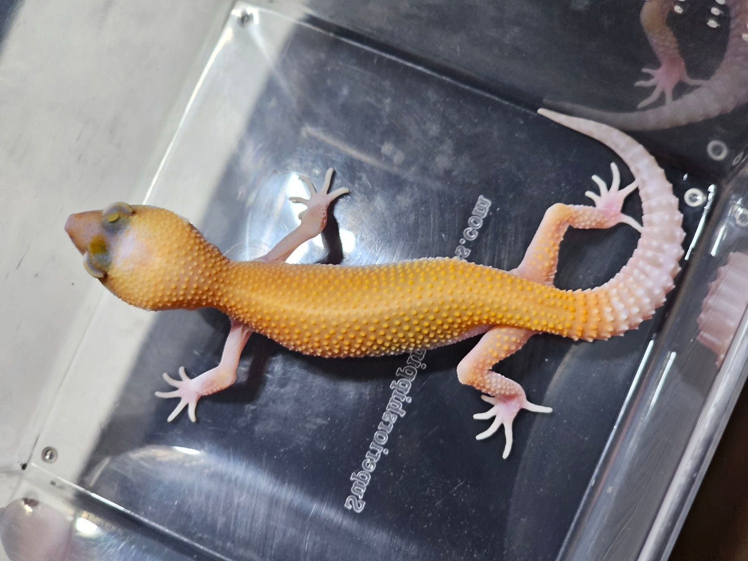 Aptor Pos Inferno Pos Sunglow Leopard Gecko by Ace's Reptile Emporium ...