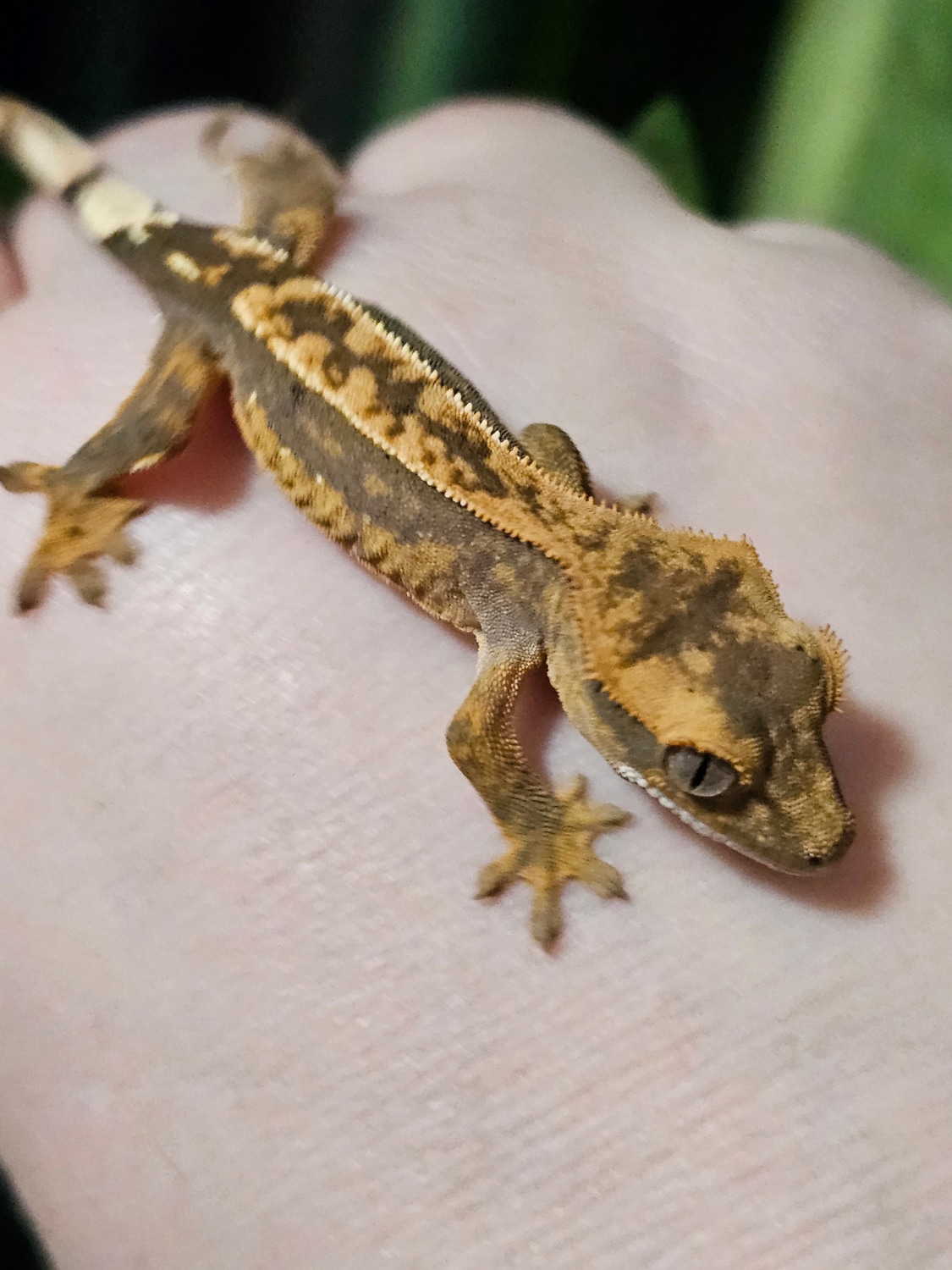 Orange Extreme Harlequin Partial Pinstripe Dalmatian Crested Gecko by ...