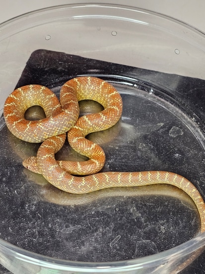 Erythristic Hybino Het WS FL King Florida Kingsnake by Ace's Reptile ...