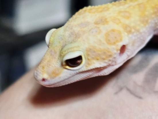 Raptor Snake Eye Leopard Gecko by Ace's Reptile Emporium