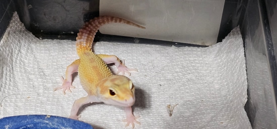 Raptor Snake Eye Leopard Gecko by Ace's Reptile Emporium