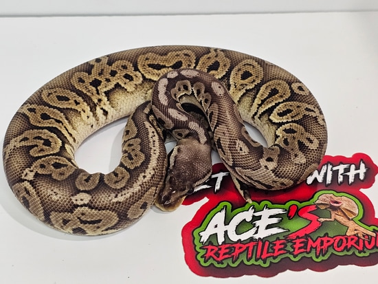 Pewter Poss Het Albino Ball Python by Ace's Reptile Emporium