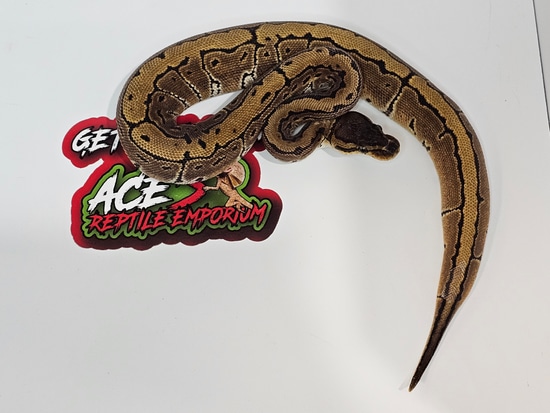 Pinstripe Ball Python by Ace's Reptile Emporium