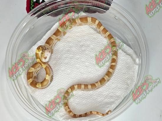 Saffron (Sunkiss, Amel, Caramel) Corn Snake by Ace's Reptile Emporium