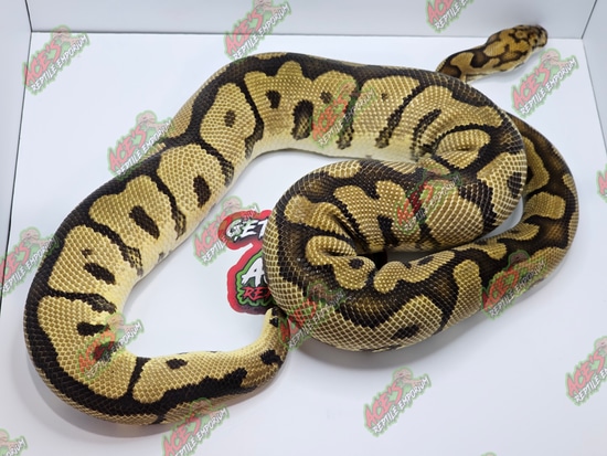Spot Nose Clown (Pet Only) Ball Python by Ace's Reptile Emporium