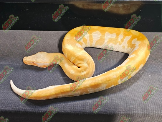T- Albino Blood Blood Python by Ace's Reptile Emporium