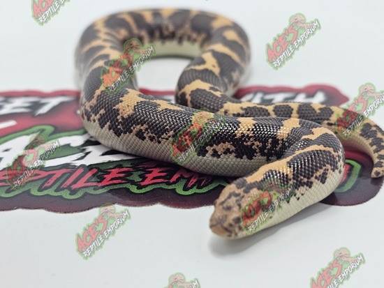 Normal Kenyan Sand Boa by Ace's Reptile Emporium