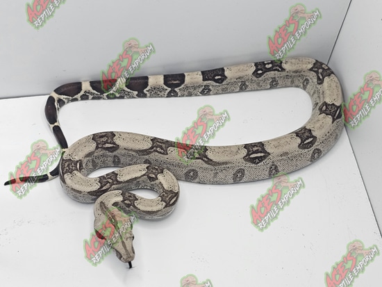 Normal BCI Boa Constrictor by Ace's Reptile Emporium