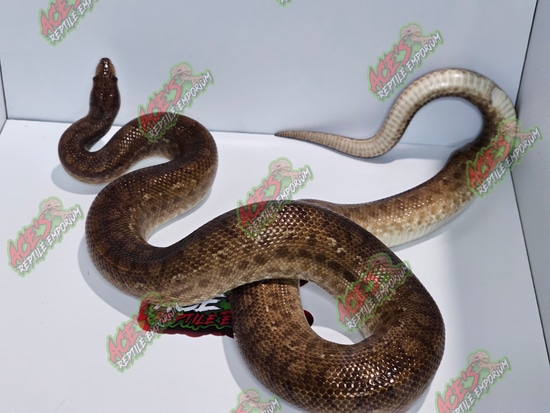 Columbian Rainbow Boa Colombian Rainbow Boa by Ace's Reptile Emporium