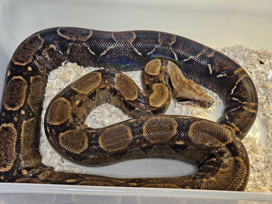 BCI Normal Boa Constrictor by Ace's Reptile Emporium