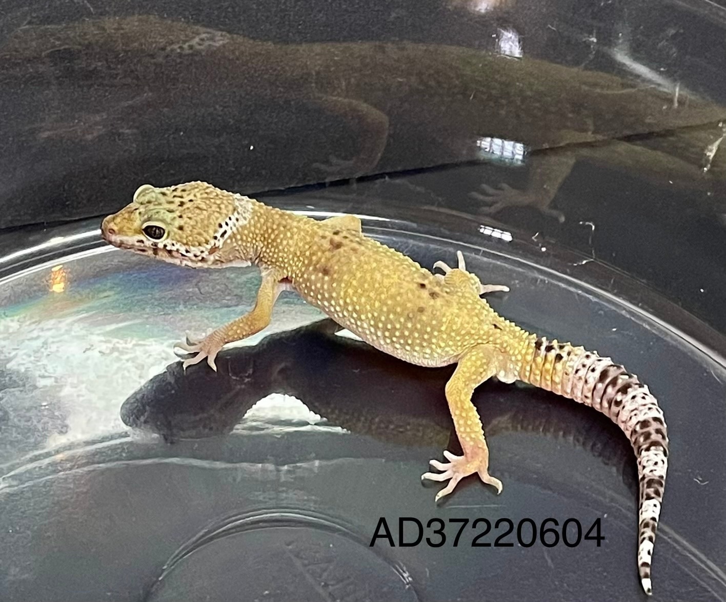 Hypo Leopard Gecko by Acez Reptiles - MorphMarket