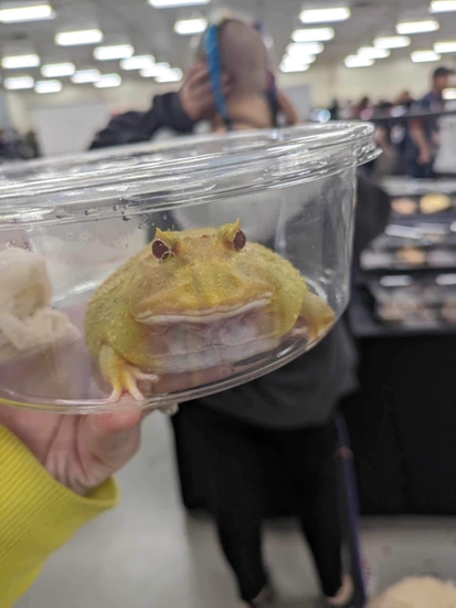Lemon Albino Pacman Frog by Royal Flush Reptiles