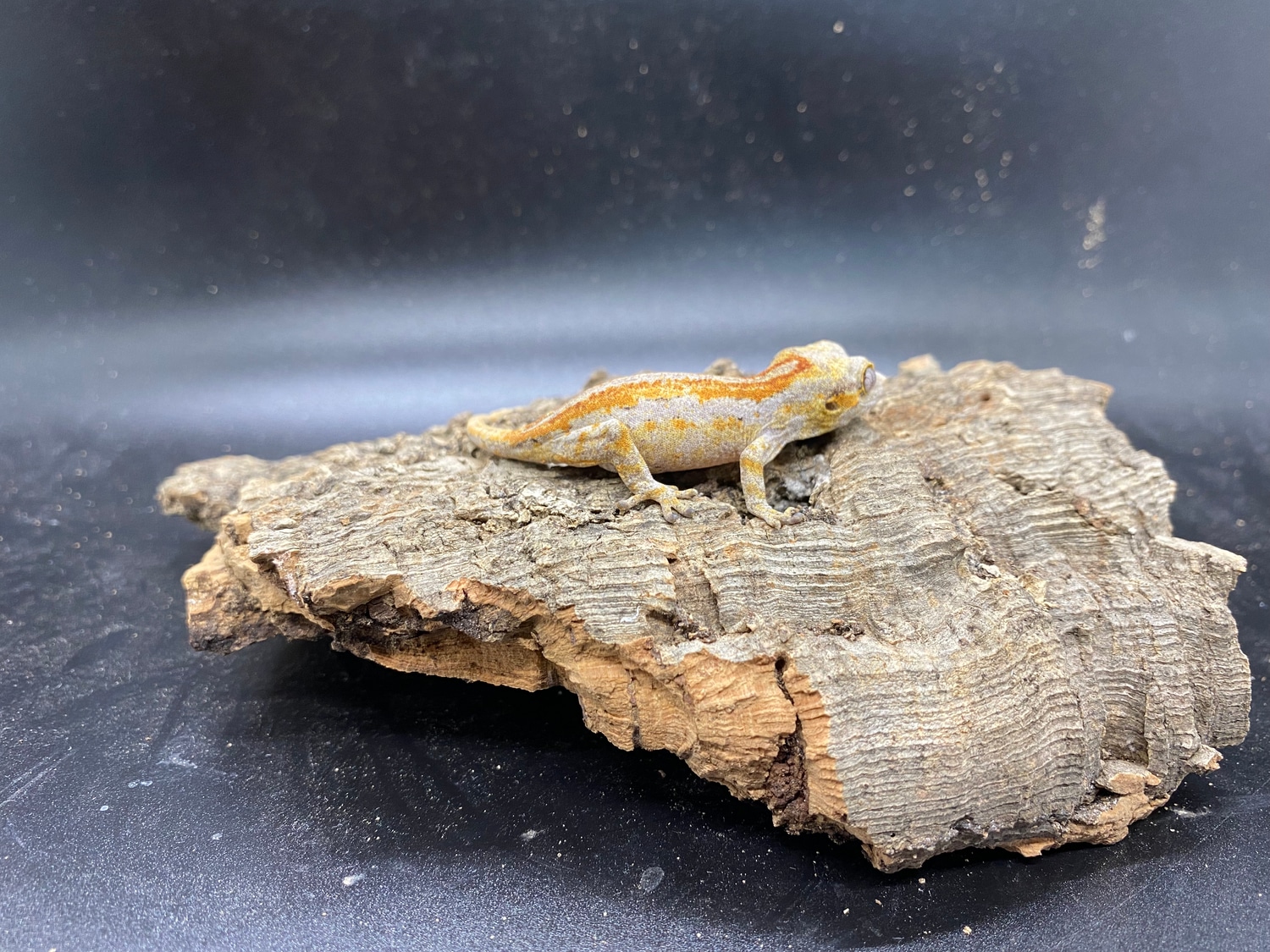 Orange Stripe Pastel Gargoyle Gargoyle Gecko by Painted Hatches ...