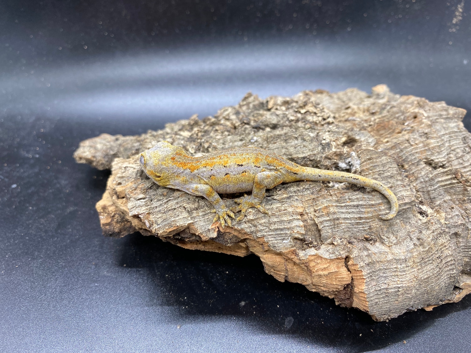 Yellow Stripe Gargoyle Gargoyle Gecko by Painted Hatches - MorphMarket