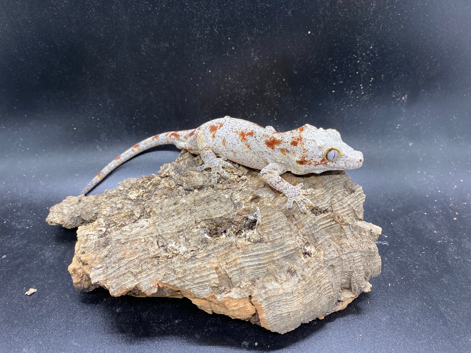 Red & Orange Blotch Reticulated Pastel Gargoyle Gecko by Painted ...