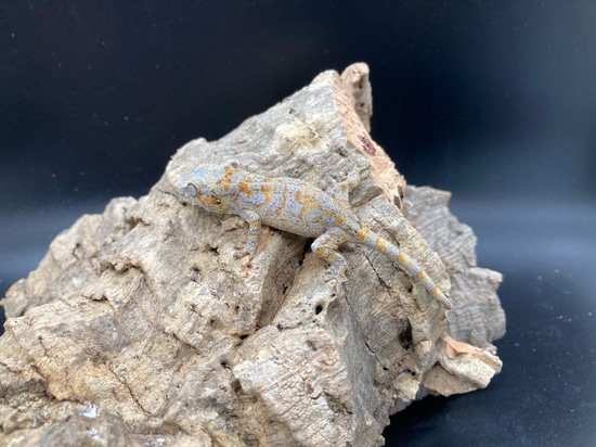 Red & Orange Retic Pastel Gargoyle Gecko by Painted Hatches