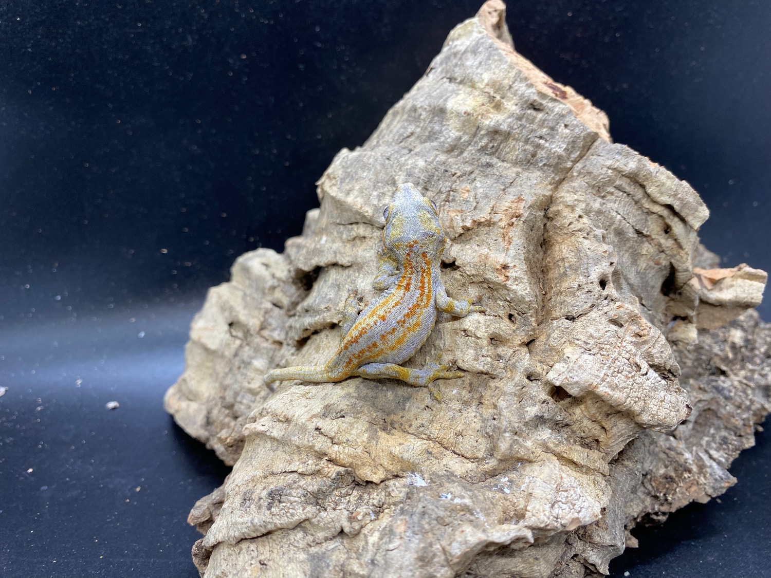 Yellow And Red Stripe Gargoyle Gecko by Painted Hatches - MorphMarket