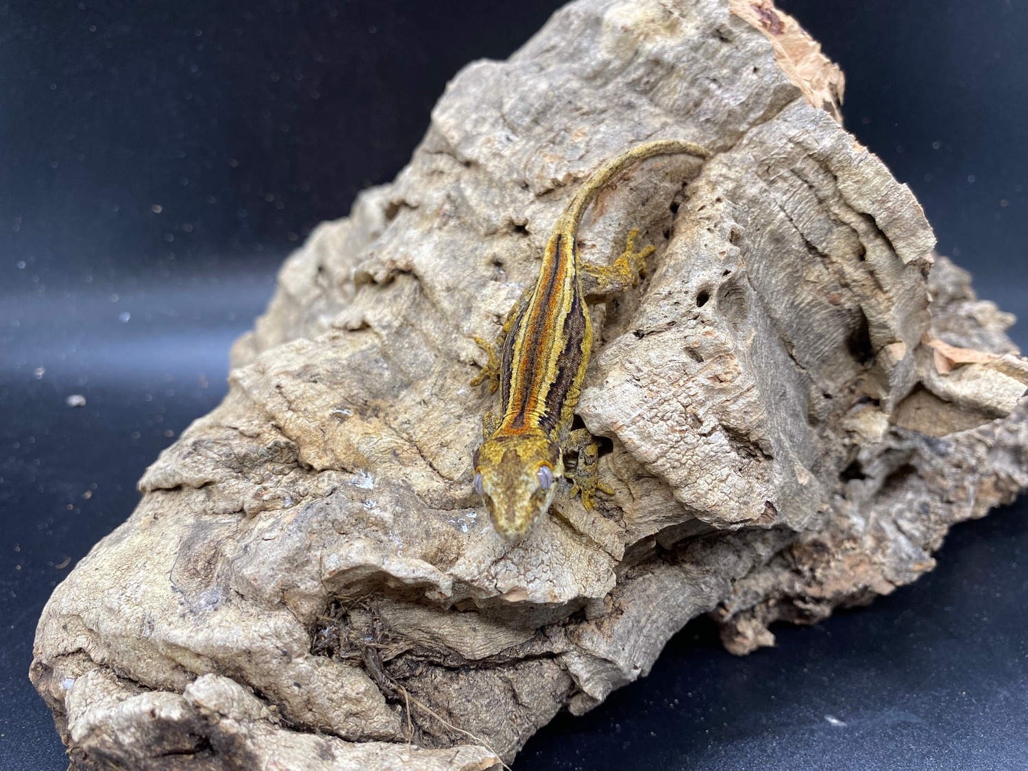 Yellow And Red Stripe Gargoyle Gecko by Painted Hatches - MorphMarket