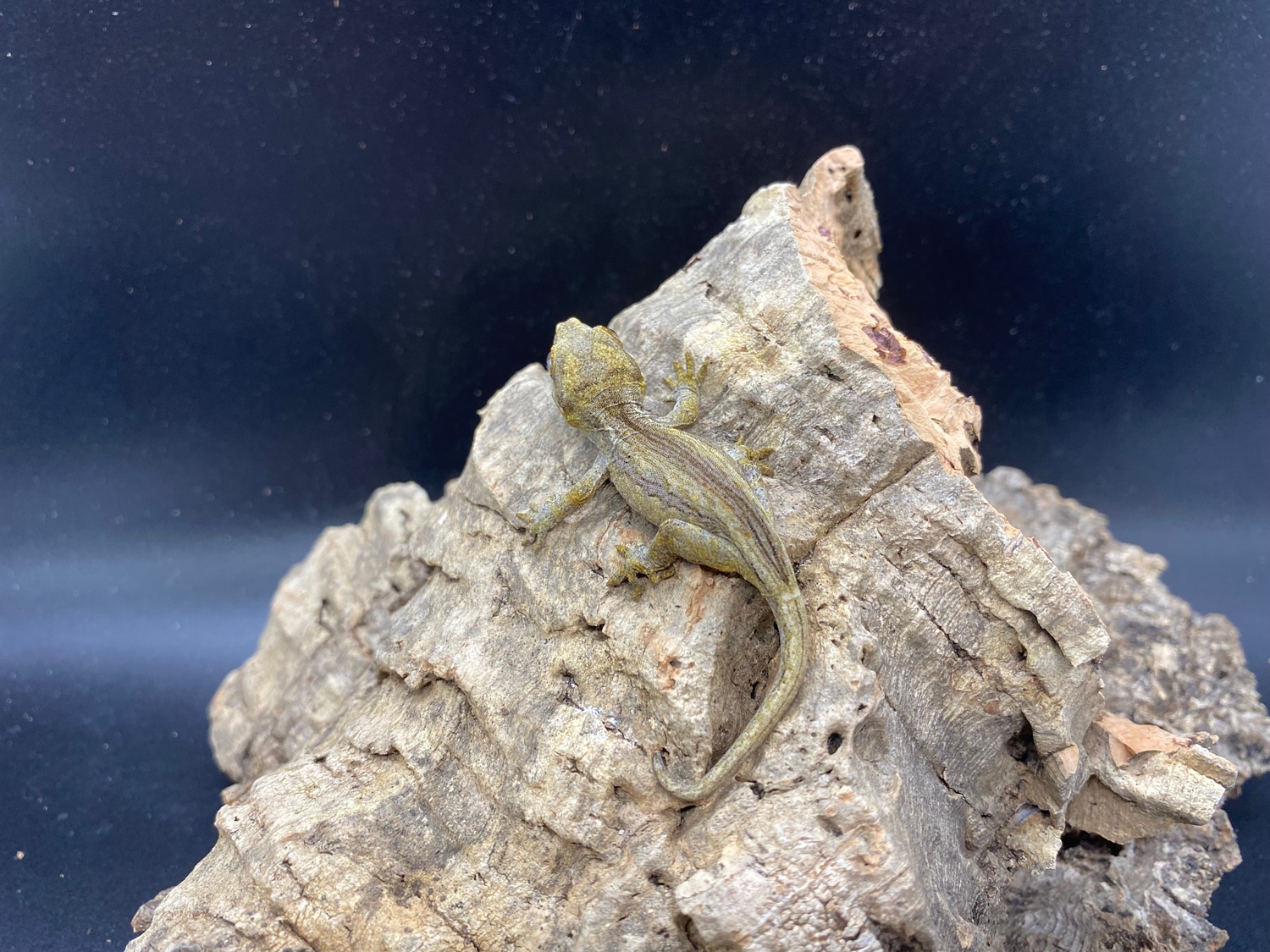 Yellow Stripe Pastel Gargoyle Gecko by Painted Hatches - MorphMarket