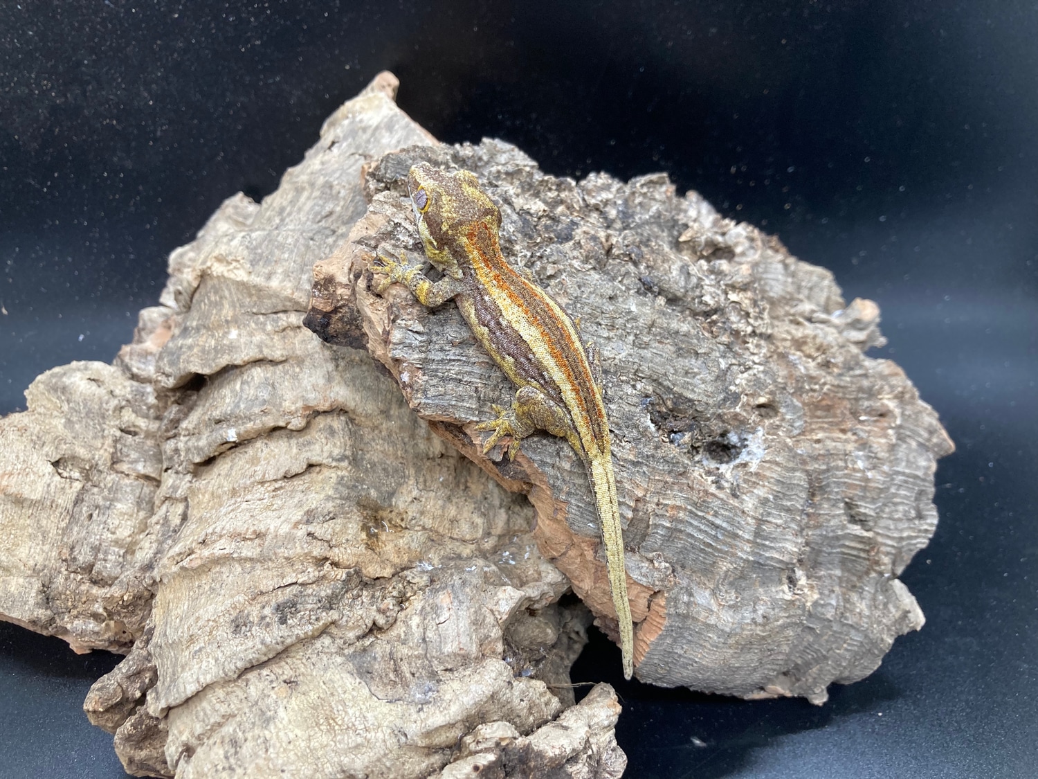 Yellow & Orange Blotch Stripe Pastel Gargoyle Gecko by Painted Hatches ...