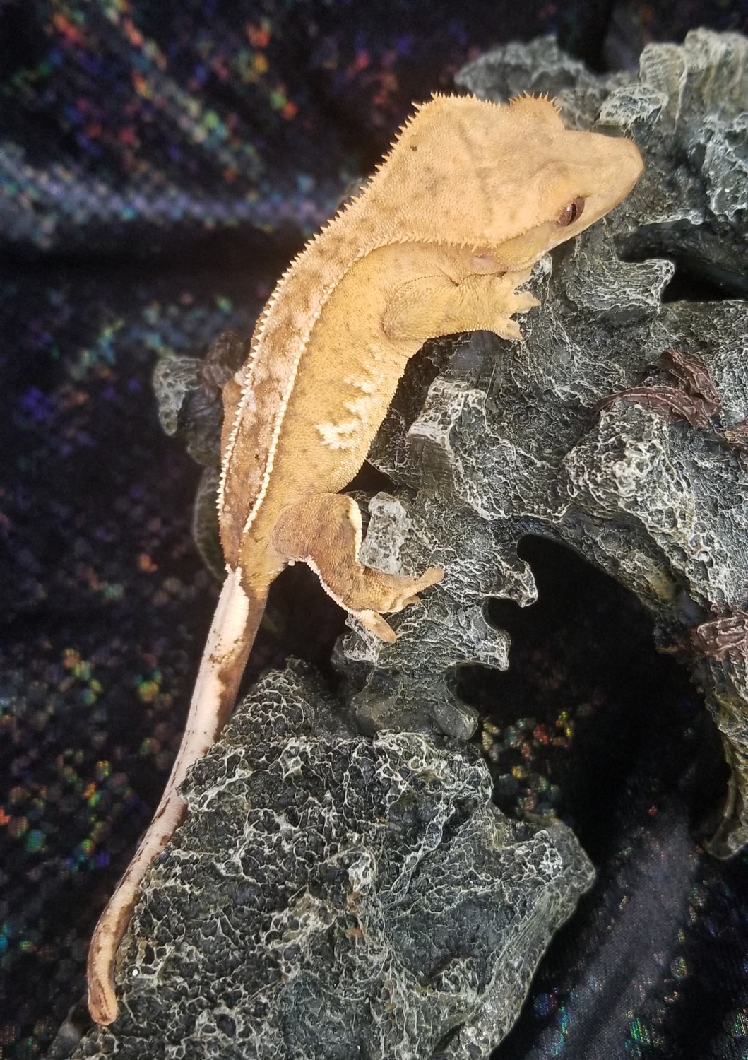 Phantom Yellow Tiger Whitewall Crested Gecko by YetiGex - MorphMarket