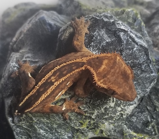 Empty Back POS Soft Scale Crested Gecko by YetiGex