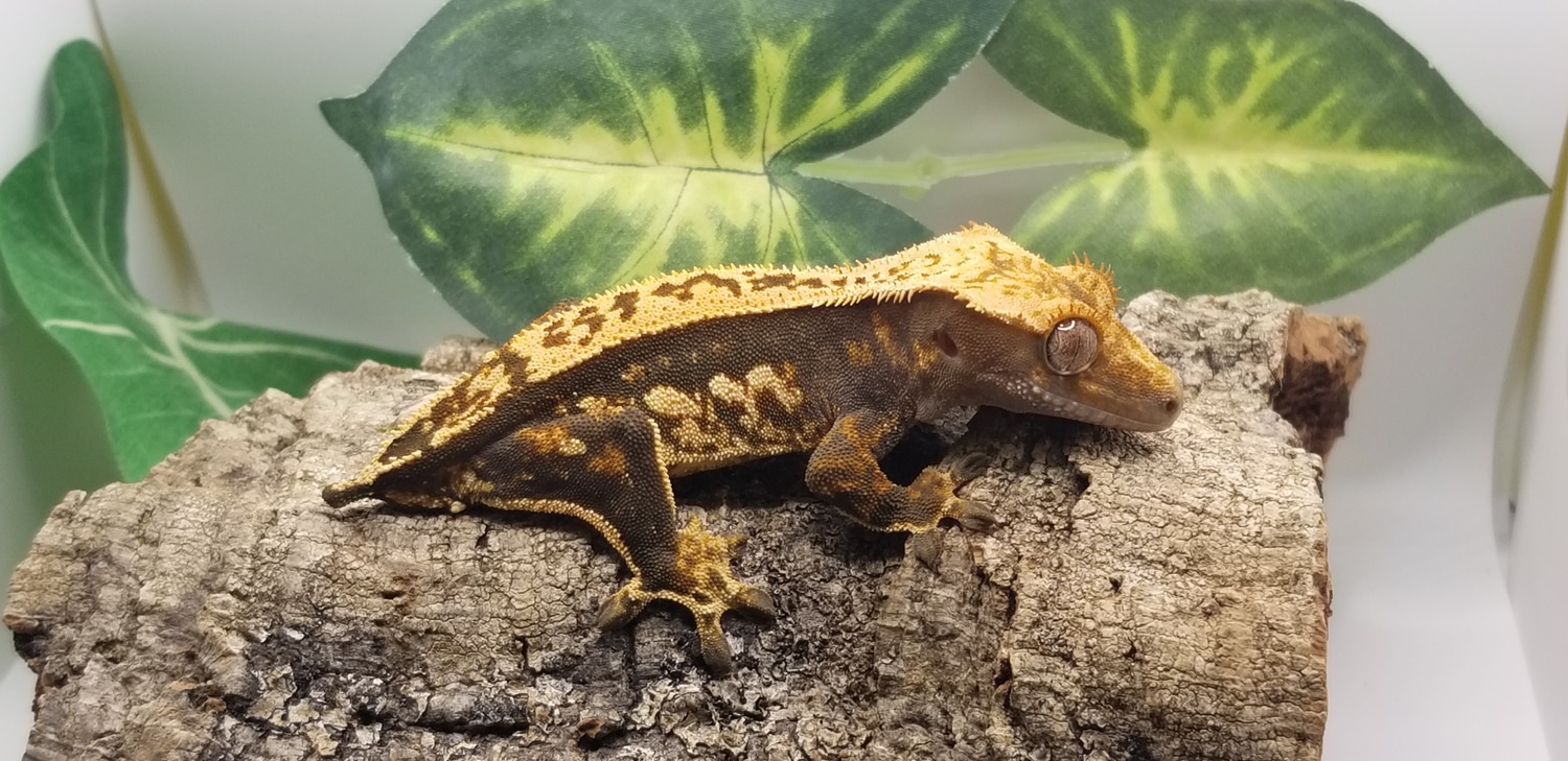 Jet Black Bubblegum Crested Gecko by YetiGex - MorphMarket