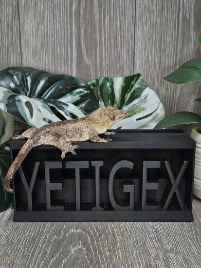Visual Axanthic Hypo Crested Gecko by YetiGex