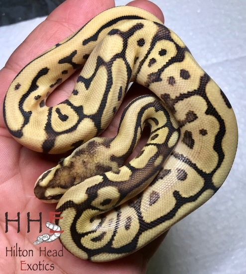 Leopard Mojave Spider Ball Python by Hilton Head Exotics