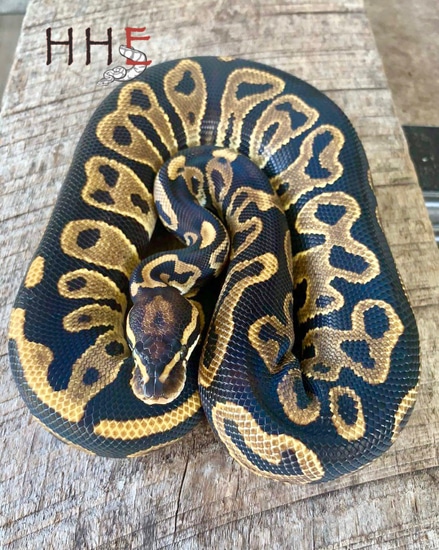 Leopard YB Ball Python by Hilton Head Exotics