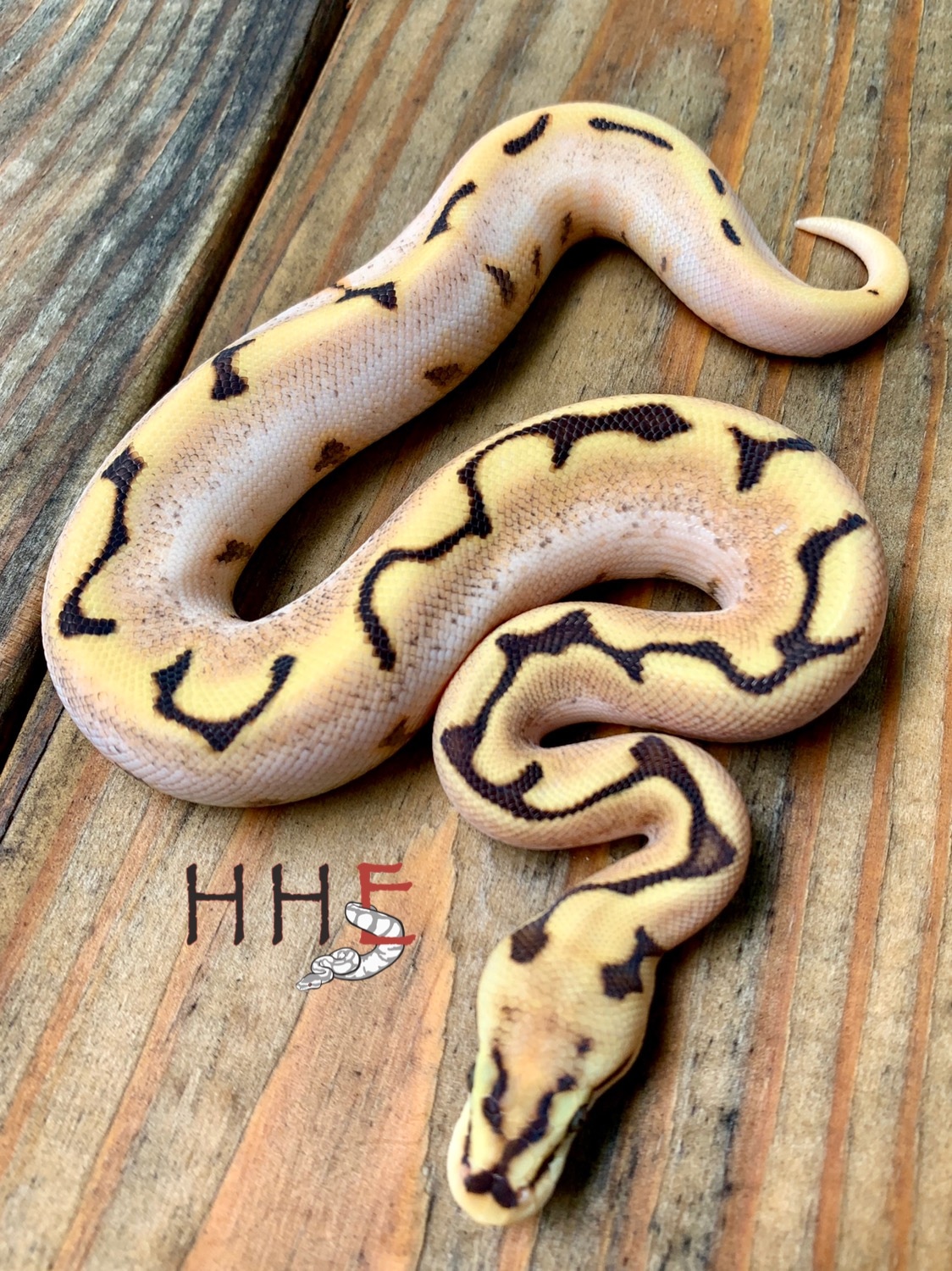 OD Spider YB Calico Pos Fire Ball Python by Hilton Head Exotics ...