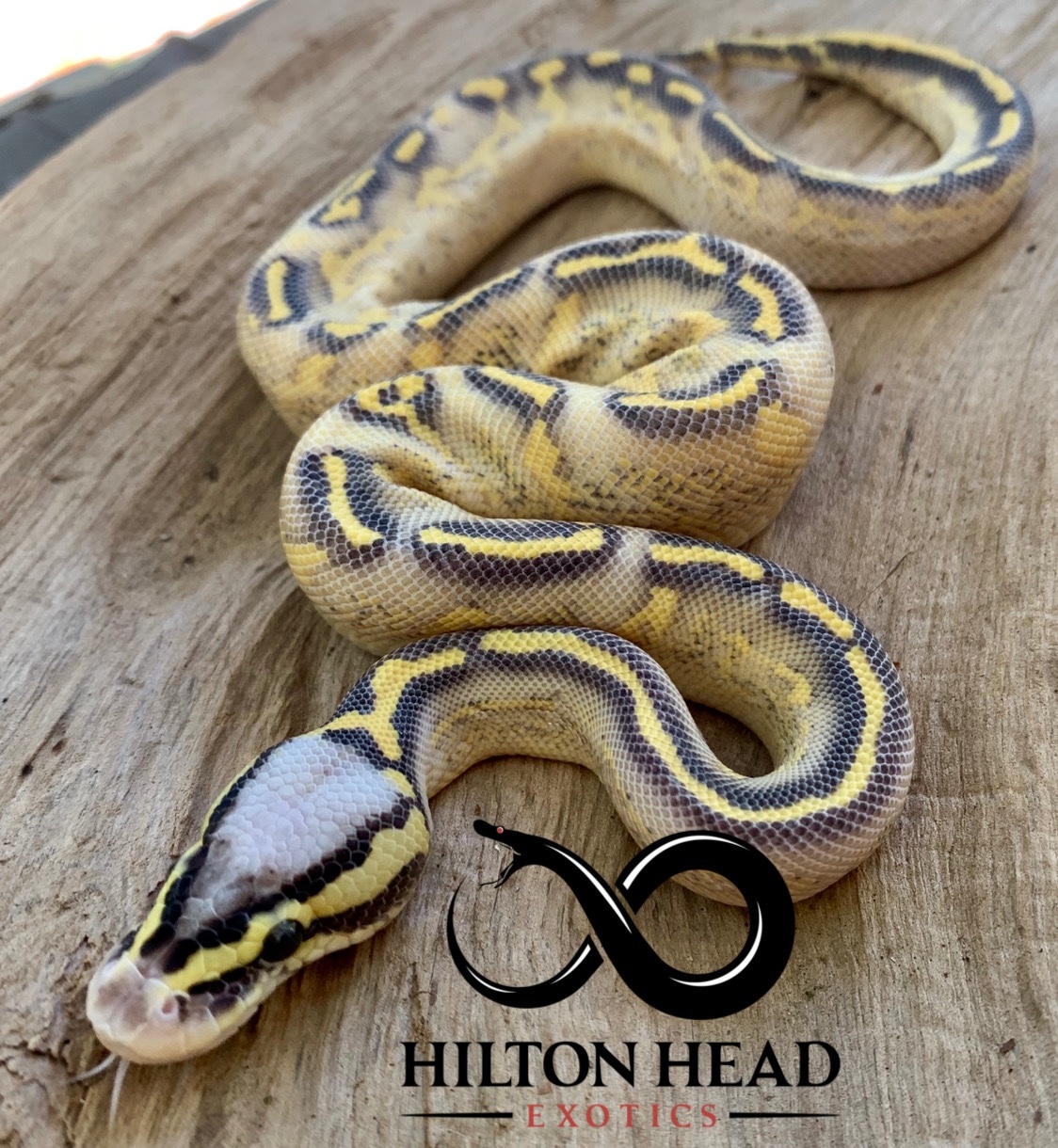 Pastel Vanilla Highway Ball Python by Hilton Head Exotics - MorphMarket