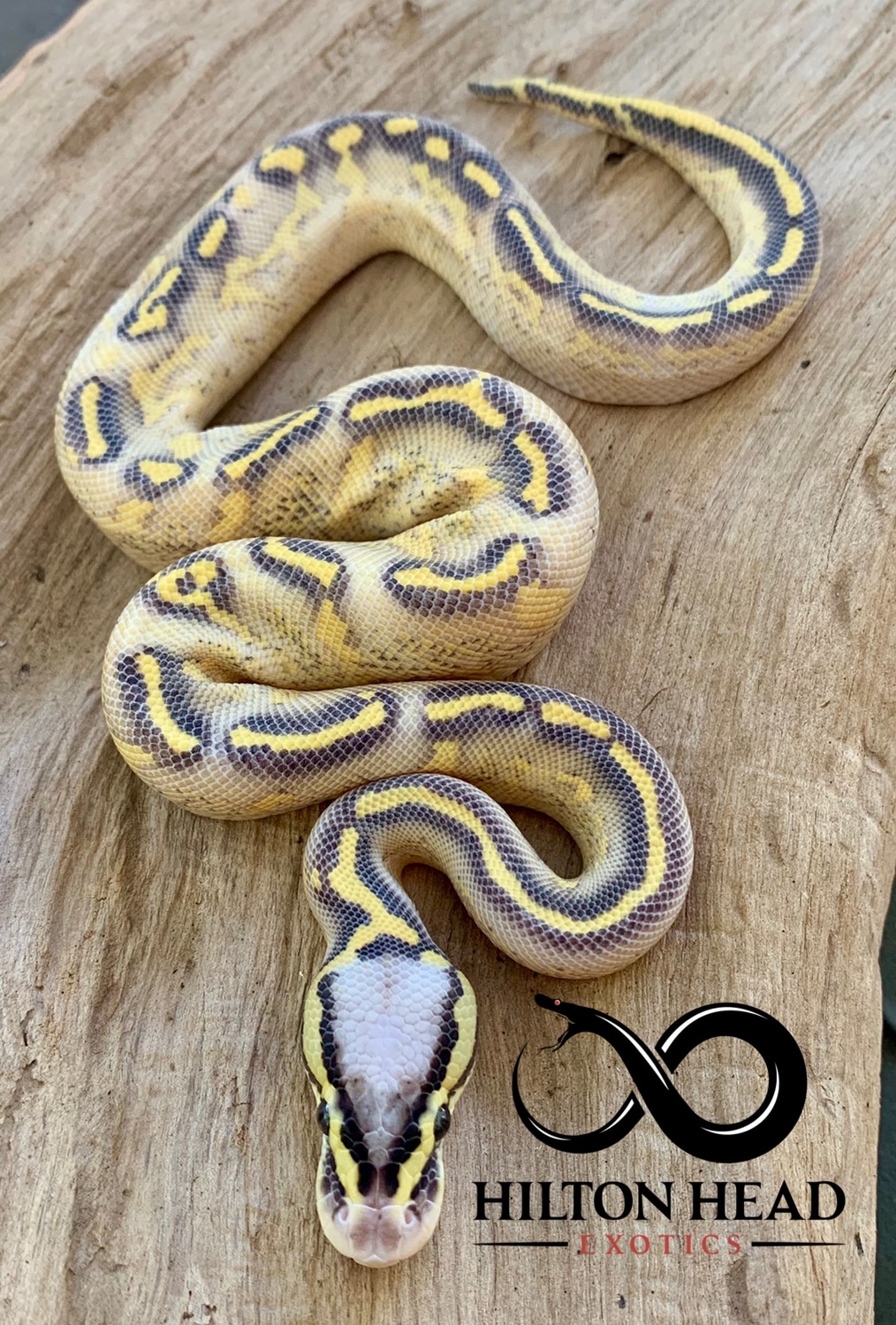Pastel Vanilla Highway Ball Python by Hilton Head Exotics - MorphMarket
