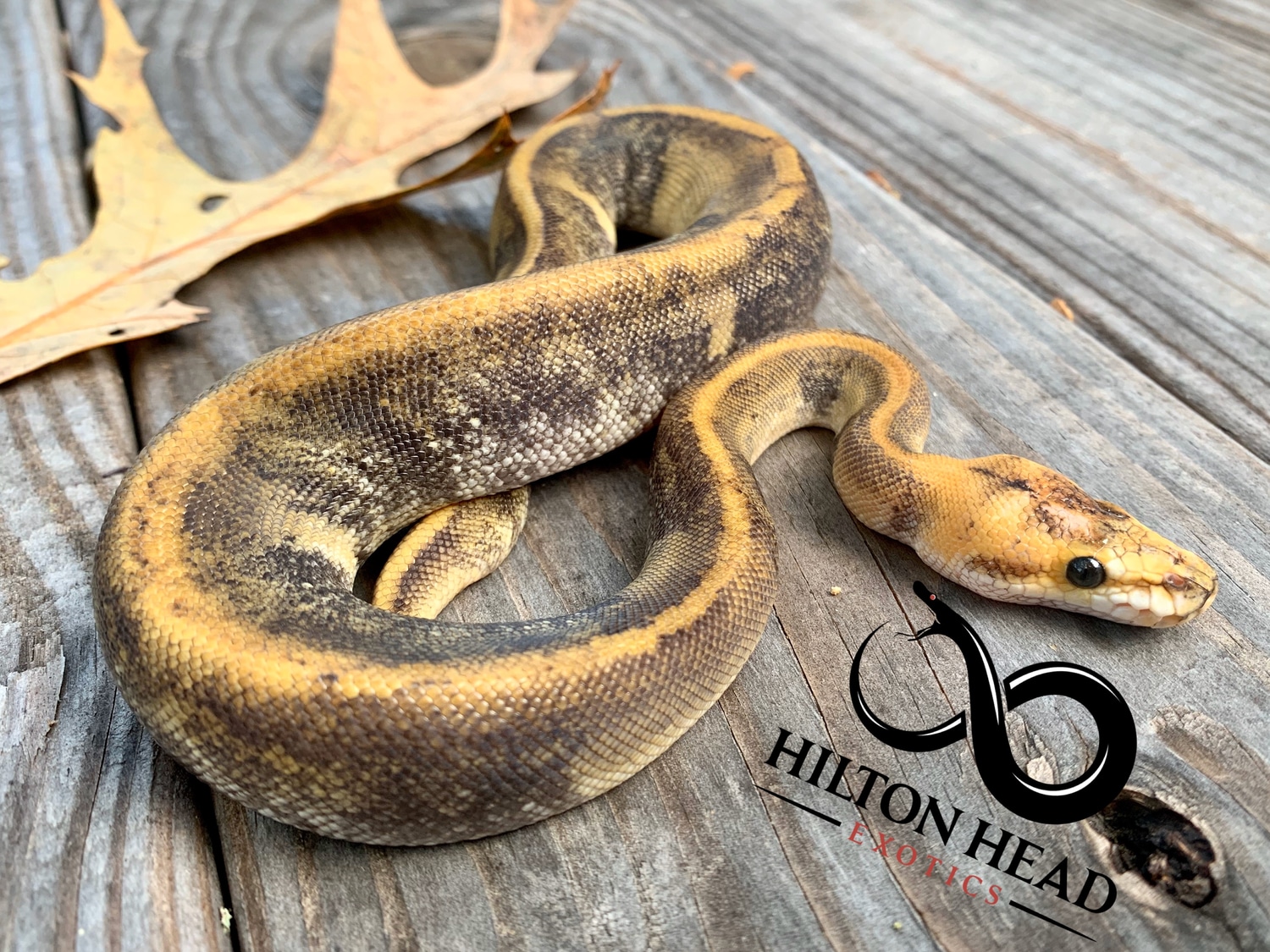 Champagne Calico Shatter Ball Python by Hilton Head Exotics - MorphMarket