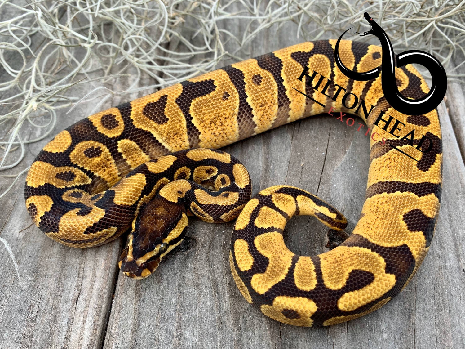 Enchi Gravel Ball Python by Hilton Head Exotics - MorphMarket