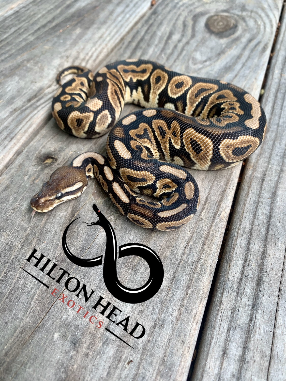 Black Pastel Spotnose Ball Python by Hilton Head Exotics - MorphMarket