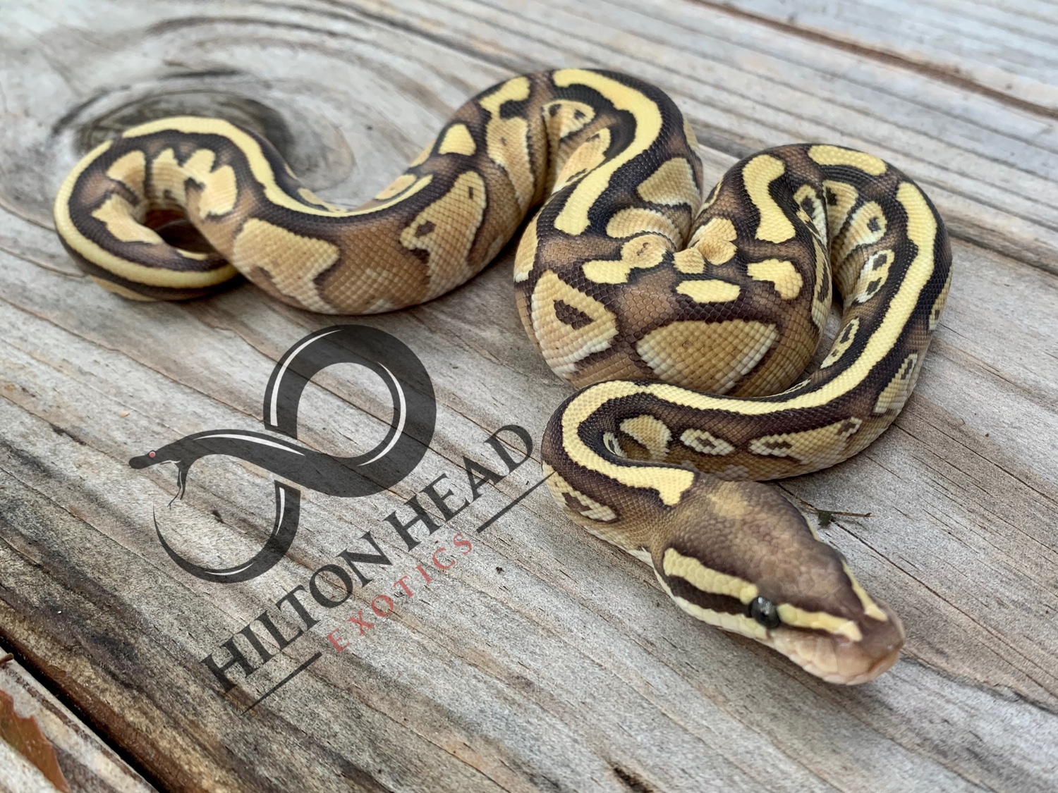 Lesser YB Vanilla Hurricane Ball Python by Hilton Head Exotics ...
