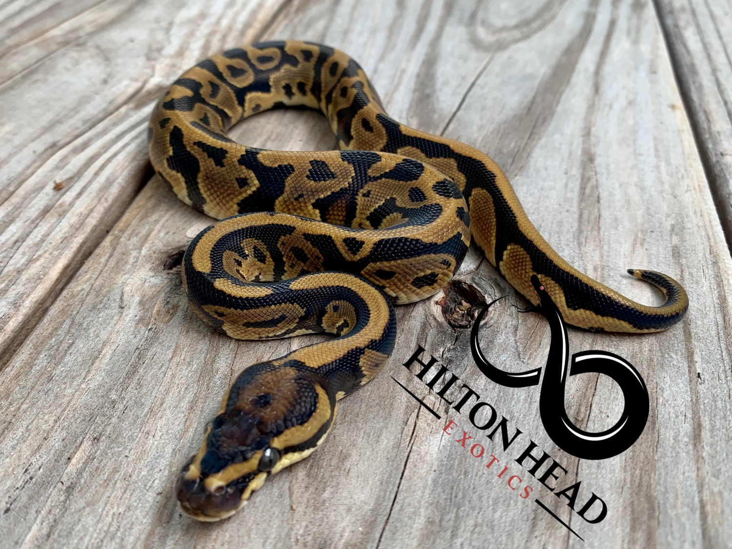 Leopard Sable 100% Het Pied Ball Python by Hilton Head Exotics ...