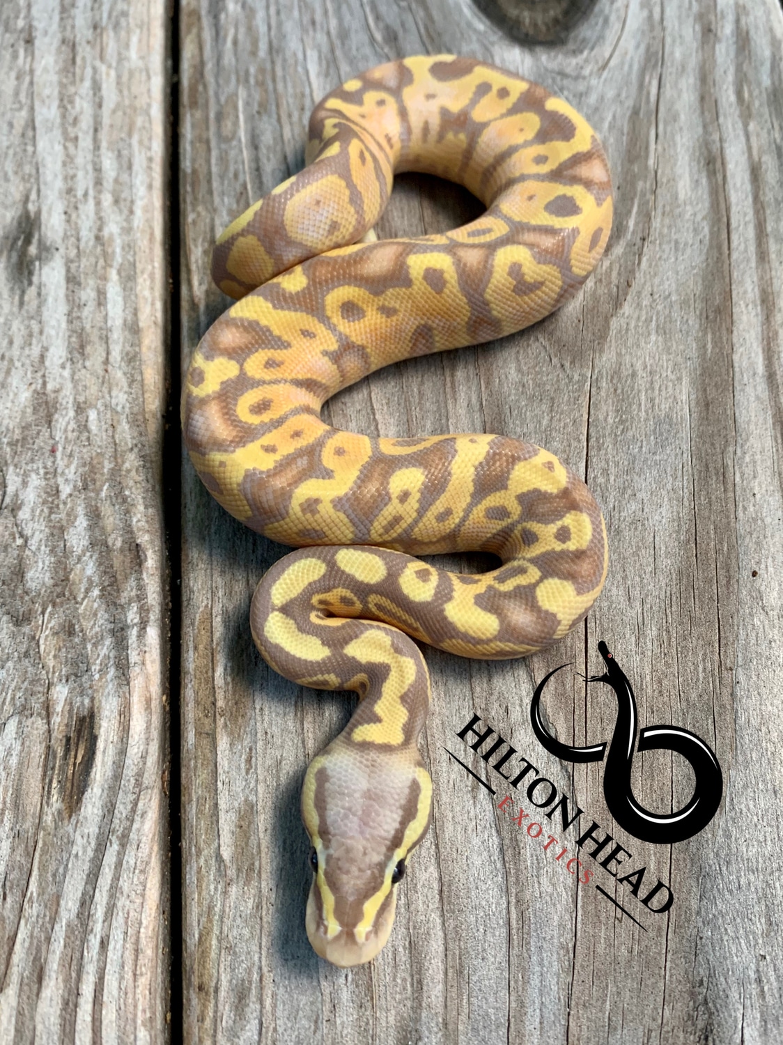 Banana Pastel YB Het Clown Ball Python by Hilton Head Exotics - MorphMarket