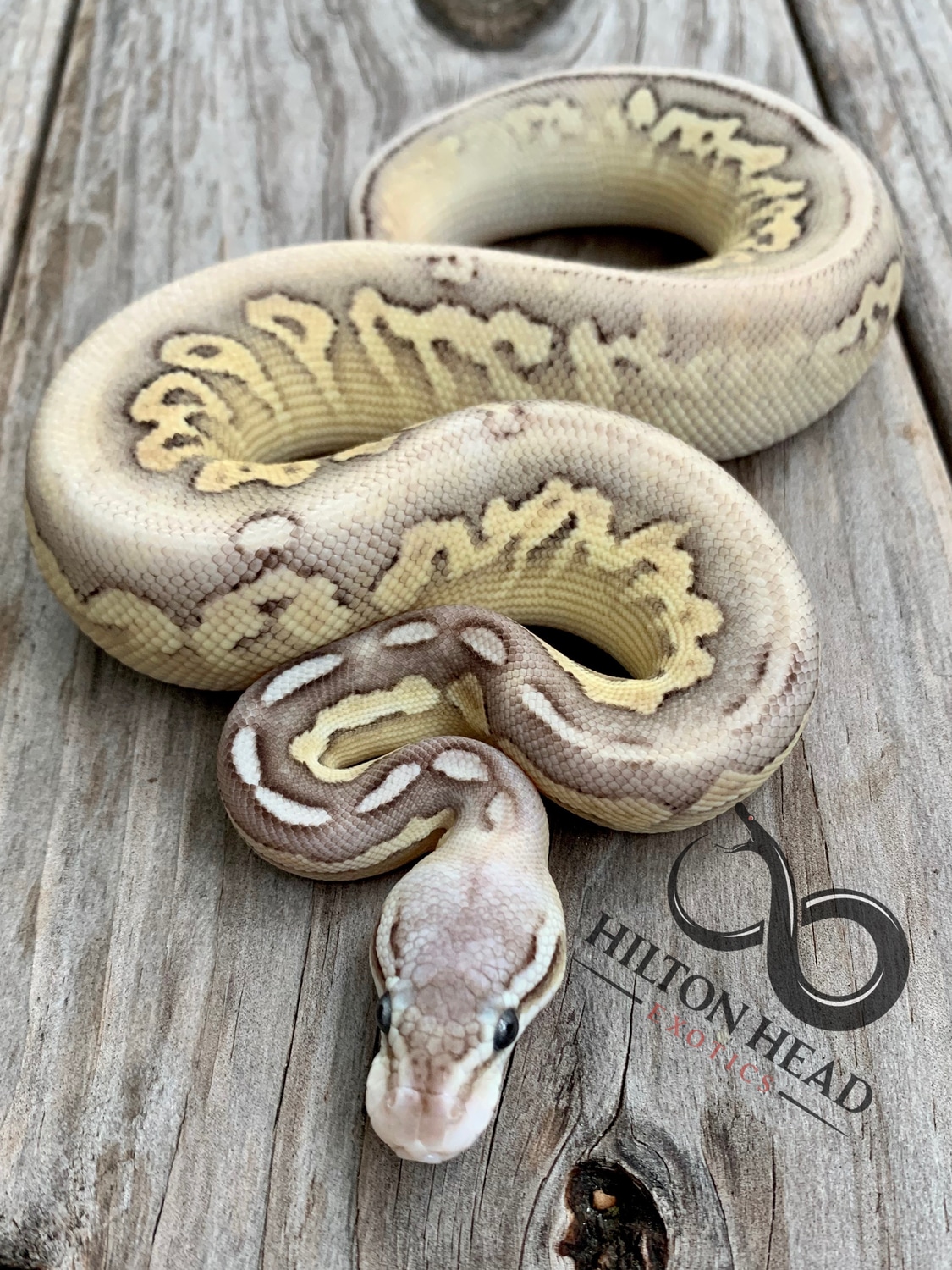 Lesser Pewter YB Vanilla Hurricane Ball Python by Hilton Head Exotics ...
