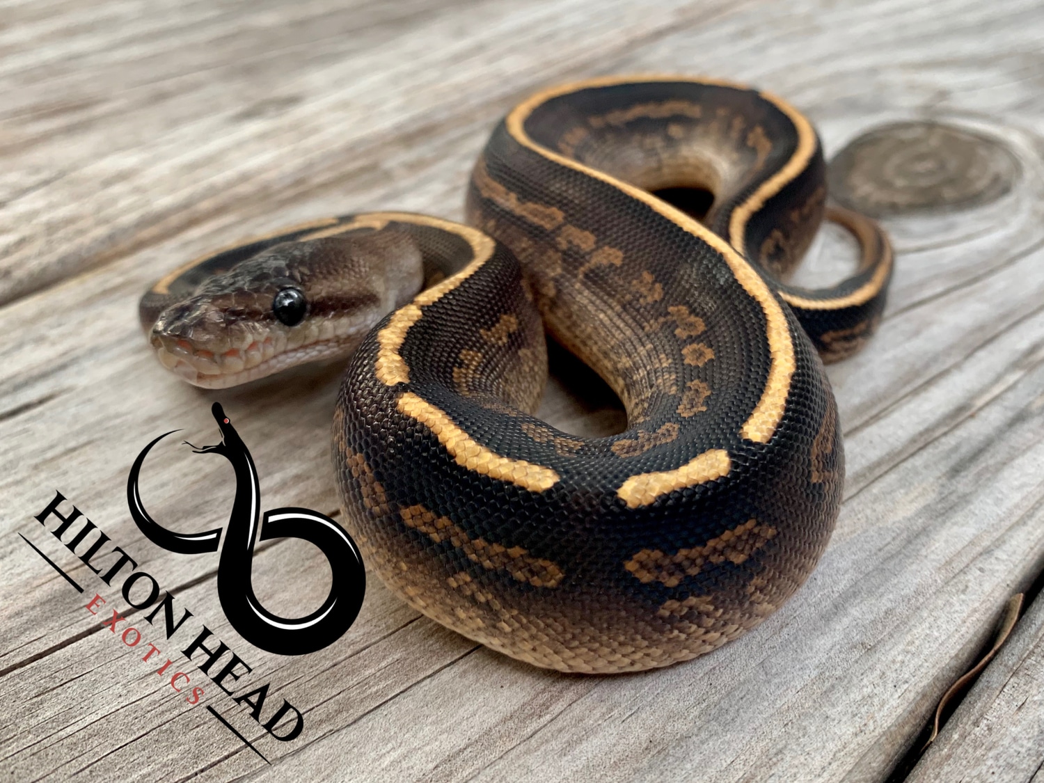 Mahogany Cinnamon Yellow Belly 100% Het Pied Ball Python by Hilton Head ...
