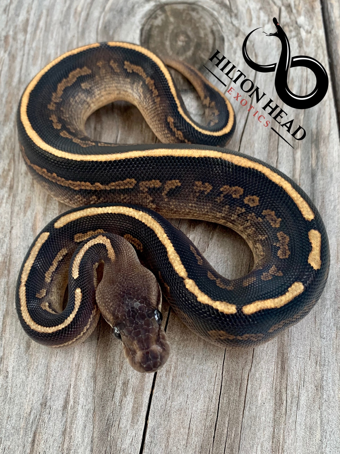 Mahogany Cinnamon Yellow Belly 100% Het Pied Ball Python by Hilton Head ...