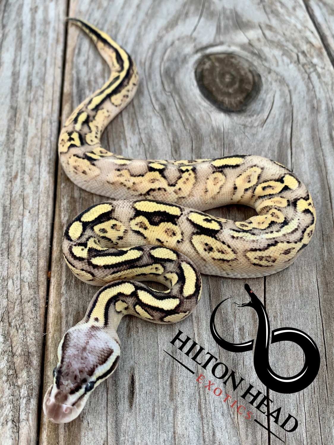 Super Pastel YB Bongo Ball Python by Hilton Head Exotics - MorphMarket