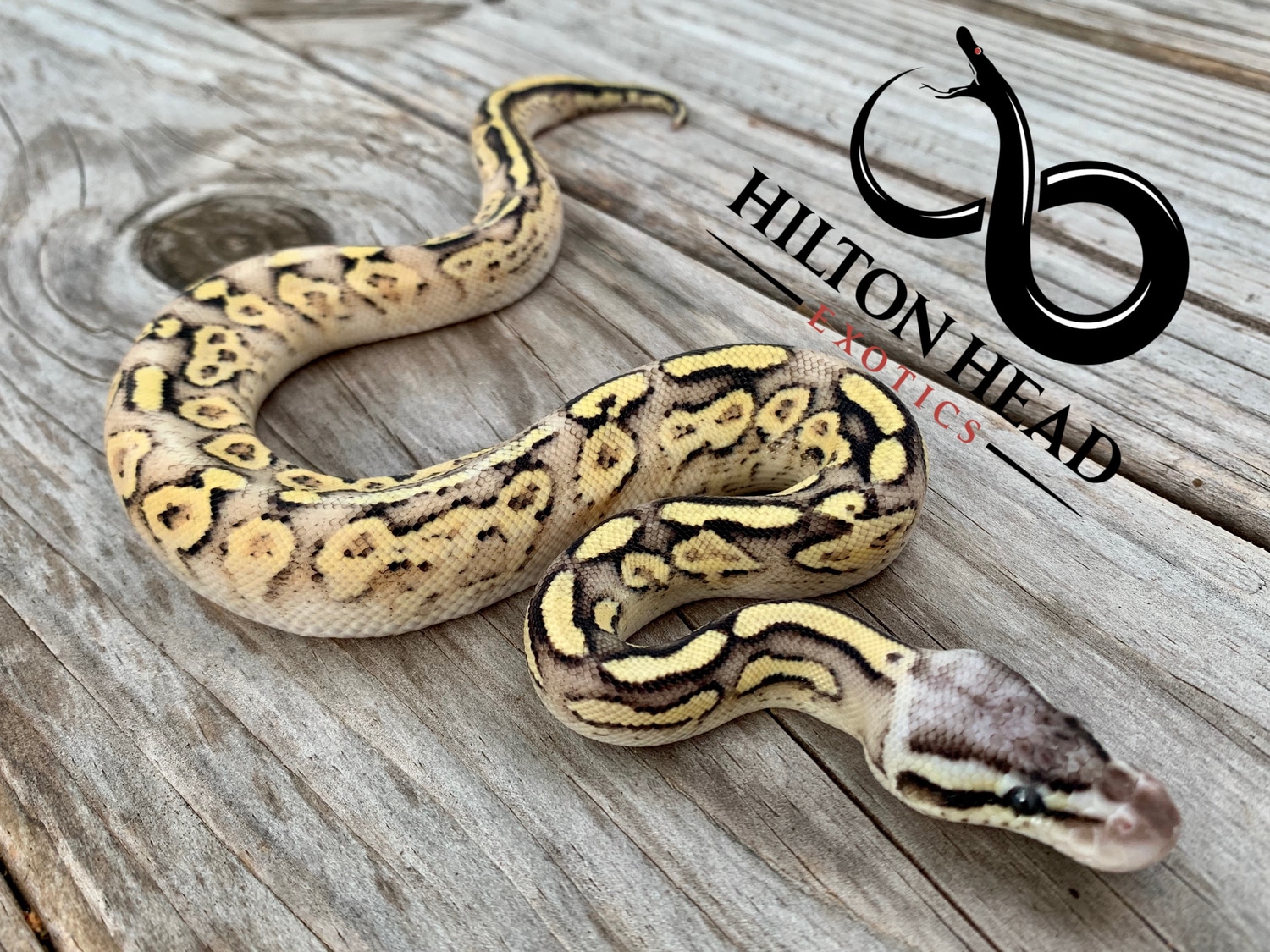 Super Pastel YB Bongo Ball Python by Hilton Head Exotics - MorphMarket