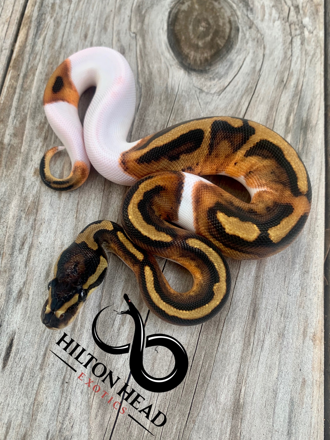 Enchi Leopard Pied Ball Python by Hilton Head Exotics - MorphMarket