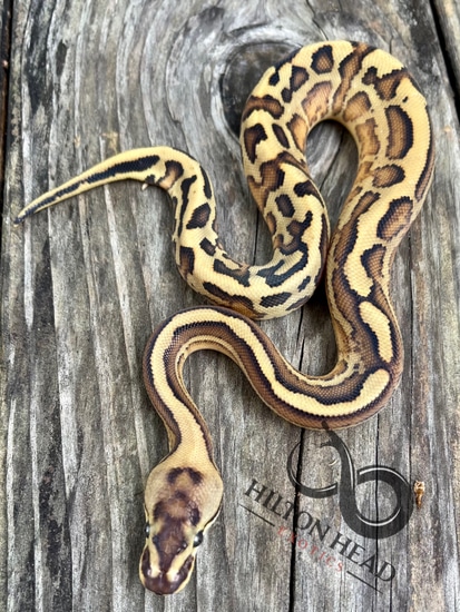 Leopard Super Stripe Ball Python by Hilton Head Exotics