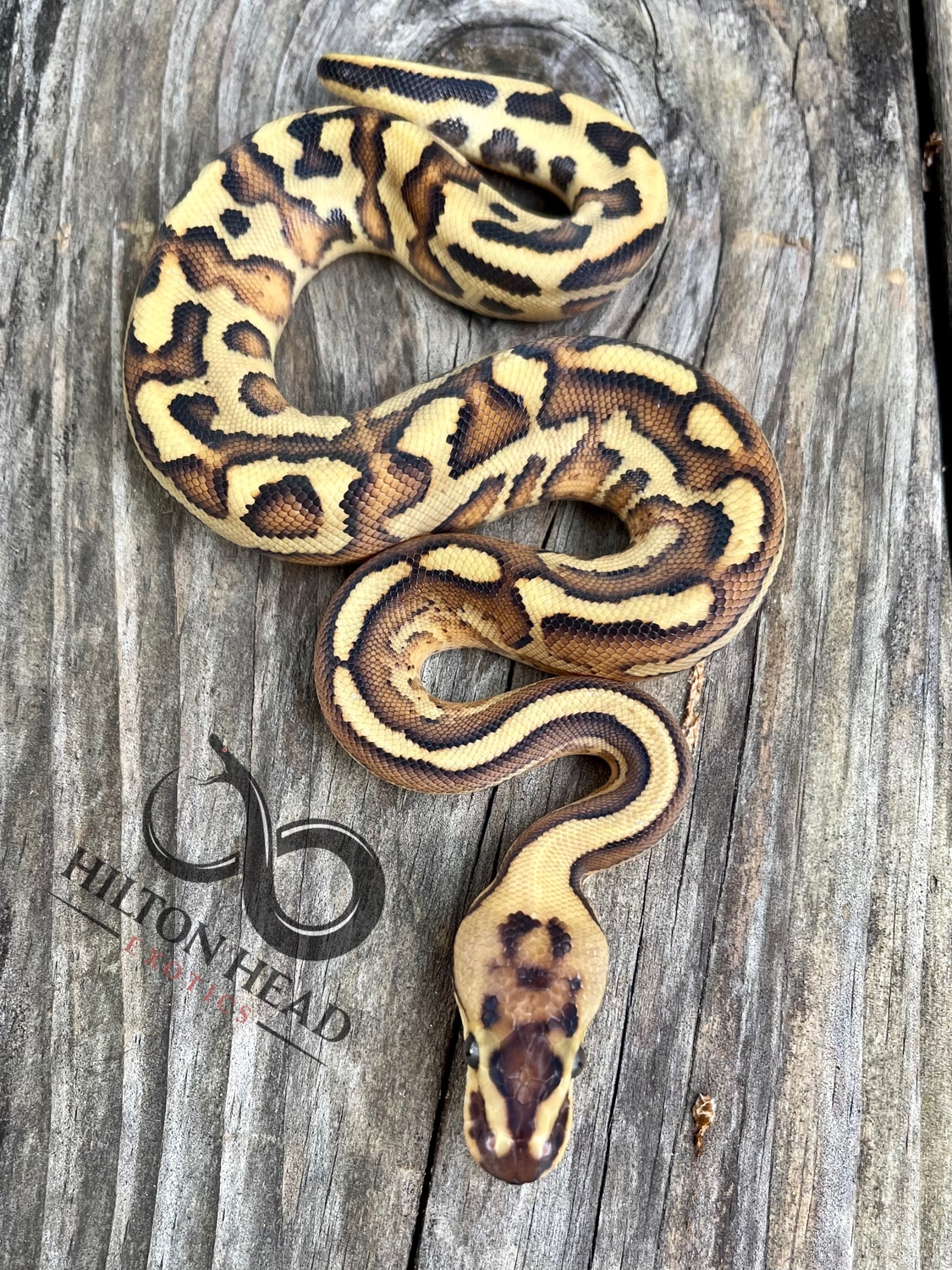 Leopard Super Stripe Ball Python by Hilton Head Exotics - MorphMarket