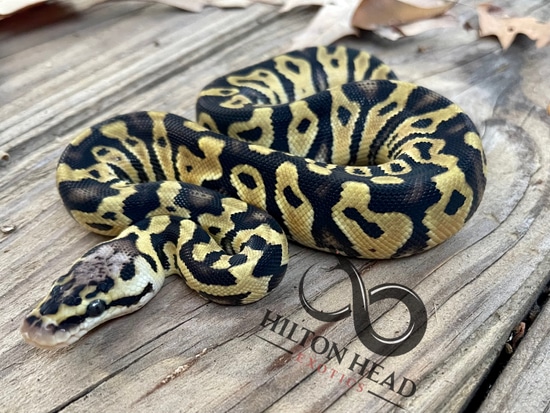 Pastel Crypton Pos Het Desert Ghost Ball Python by Hilton Head Exotics