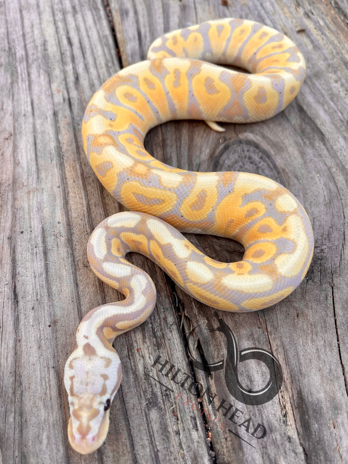 Banana Pastel Spotnose YB Het Clown Ball Python by Hilton Head Exotics ...